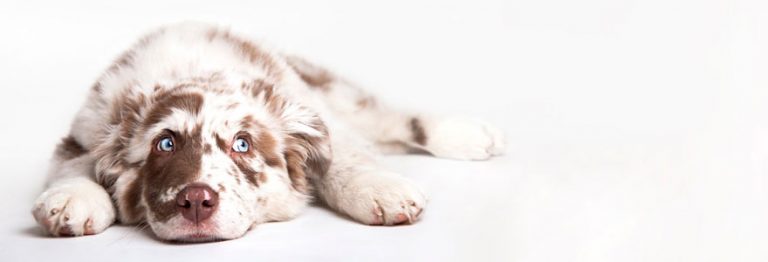 La Giardiose : causes, symptômes et traitements